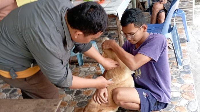 Januari - Juli Tercatat 3.888 GHPR, Warga Diminta Suntik Vaksin Rabies ...