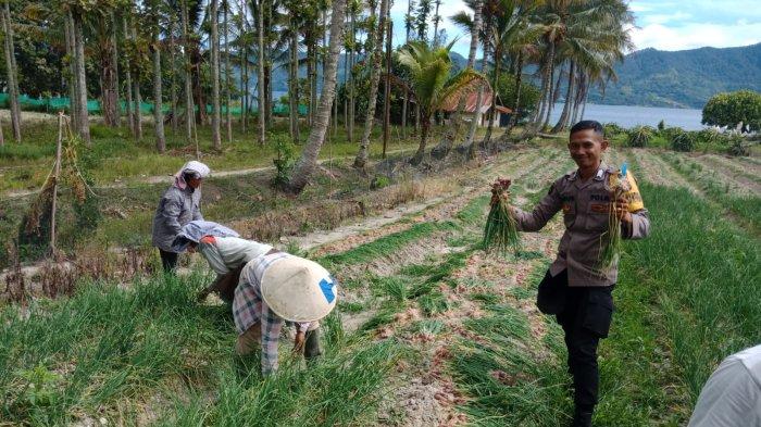 Bhabinkabtimas Polres Samosir Sambangi Petani Bawang Simanindo Agar ...
