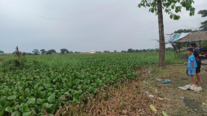 Sempat Jadi Tempat Wisata, Danau Martubung Kini Tertutup Enceng Gondok ...