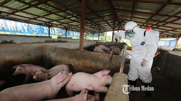 Diserang Flu Babi Afrika, 469 Babi Mati di Ende, Gejala Awal Demam dan ...