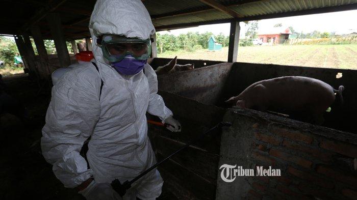 BERITA FOTO Wabah Virus Hog Cholera Serang Sumut, Petugas Semprotkan ...