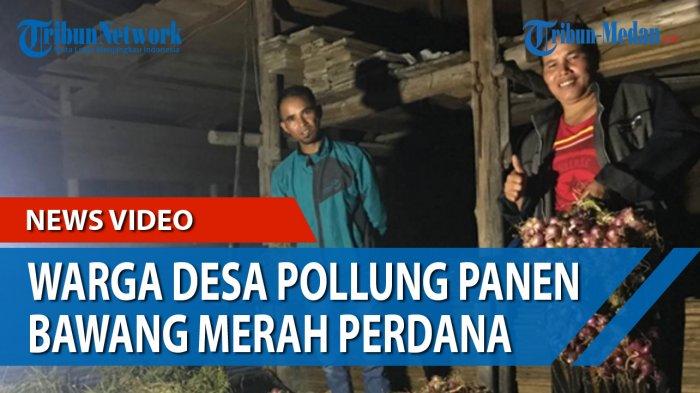 Warga Desa Pollung, Humbahas, Panen Bawang Merah Perdana - Tribun-medan.com