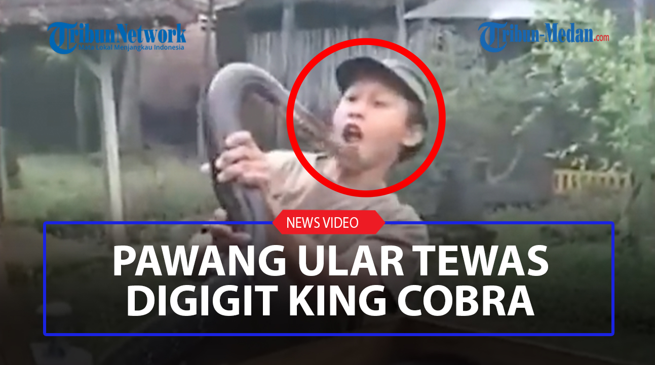 Pawang Ular Tewas Digigit King Cobra yang Sudah Dipelihara Selama 5 ...