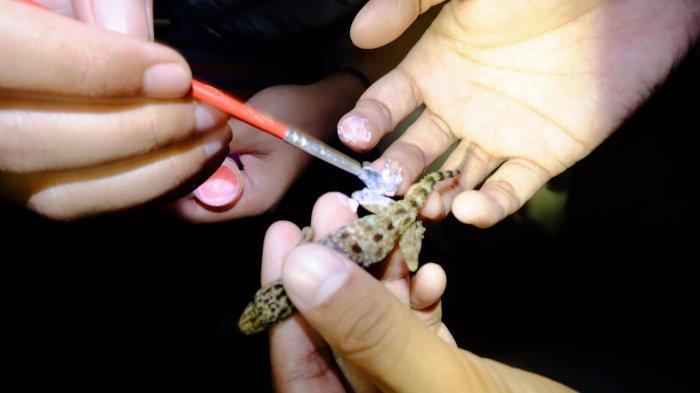 Tergolong Hewan Endemik Dilindungi, Cnemaspis Muria Terancam Punah ...