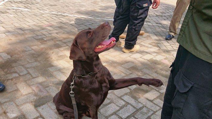 Kisah Coco, Anjing Labrador Milik Satpol PP Semarang Pencari Korban ...