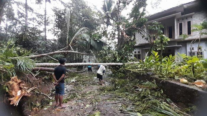 Hujan Deras & Angin Kencang Kacaukan Wonosobo: Pohon Tumbang, Rumah Rusak, Jaringan Listrik ...
