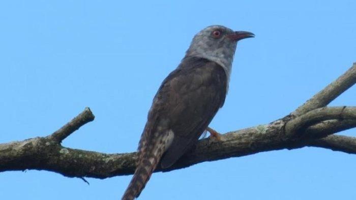 Suara Burung Kedasih, Apakah Pertanda Kematian? Simak 5 Arti Kicau ...