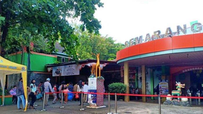 Ramai, H+1 Lebaran Pengunjung di Semarang Zoo Capai 6 Ribu Orang - tribunmuria.com