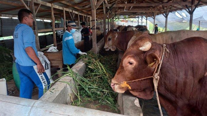 4 Sapi di Kota Tegal Terkena PMK, Gejalanya Kaki Bengkak, DKPP Minta Pedagang Minta SKKH ...