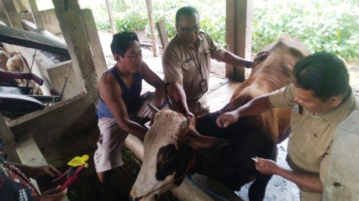 Sasar Hewan Ternak, Pemkab Kudus Targetkan Vaksinasi PMK 8.000 Dosis - tribunmuria.com