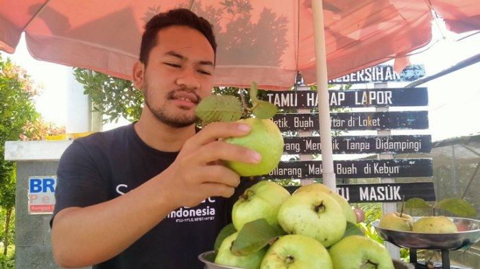 Berkunjung ke Kebun Buah Agro Cepoko Semarang, Ada Panen Raya Jambu ...