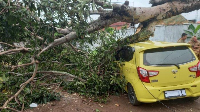 Ayla Anggraeni Ringsek Tertimpa Pohon Tumbang Imbas Angin Kencang di Sidanegara Cilacap ...