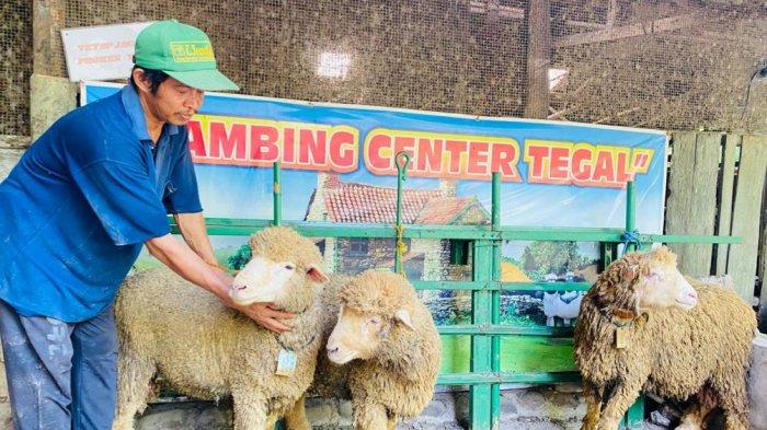 Domba Merino Asal Dieng Wonosobo Diminati Pembeli Hewan Kurban, Ini ...