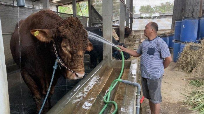 Begini Perawatan Sapi Bambo Bobot 1 Ton Calon Hewan Kurban Jokowi ...