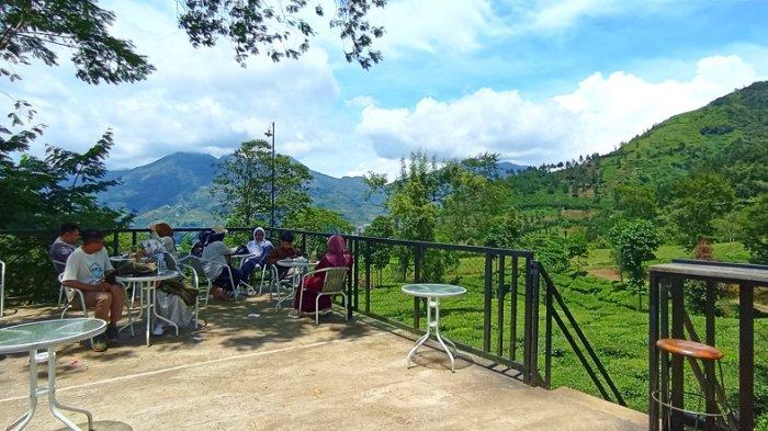 Asyiknya Nikmati Tea Blend di Tengah Hamparan Kebun Teh Wonosobo, Khas ...