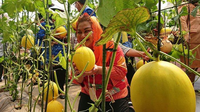 Penampakan Melon Golden Apollo di Semarang, Bikin Mbak Ita Semringah ...