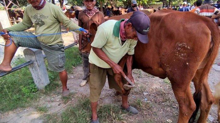 Sosok Nyamani, Spesialis Pedikur Kuku Sapi, Bisa Dongkrak Harga Jual ...