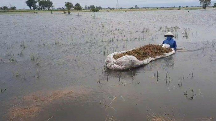 Kisah Petani Kudus Gagal Panen Padi, Rugi Rp 100 Juta Saat Banjir Genangi Sawah - tribunmuria.com