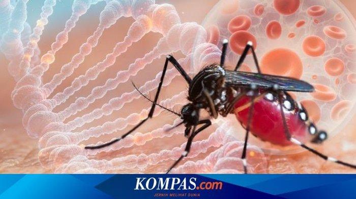 Memasuki Musim Hujan, Waspadai Penyakit Demam Berdarah - Tribunnanggroe.com