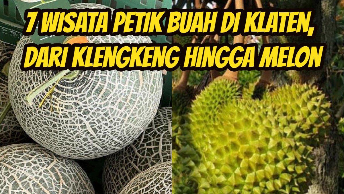 7 Wisata Petik Buah di Klaten, dari Klengkeng Hingga Melon, Suasananya Sejuk Dekat Pedesaan ...