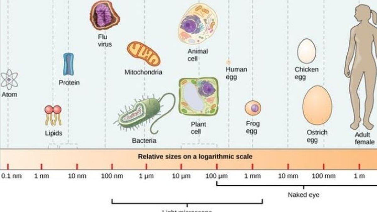 Mengapa Sel-sel Dalam Tubuh Manusia Memiliki Bentuk Yang Sangat Kecil ...