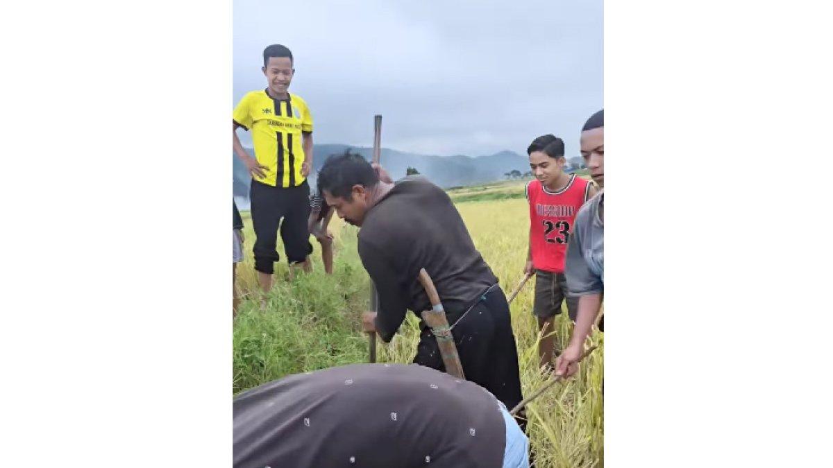 7 Potret Betrand Peto Berburu Tikus saat Pulang NTT, Anak Ruben Onsu & Sarwendah Kenang Masa ...