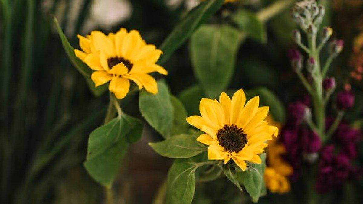 Materi Pembelajaran SD Kelas 4: Penjelasan Bunga Sempurna beserta ...