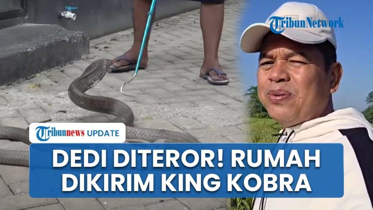 Ngeri! Sudah 2 Kali Rumah Dedi Mulyadi Diteror Kiriman Ular King Kobra, Diletakkan di Gerbang ...