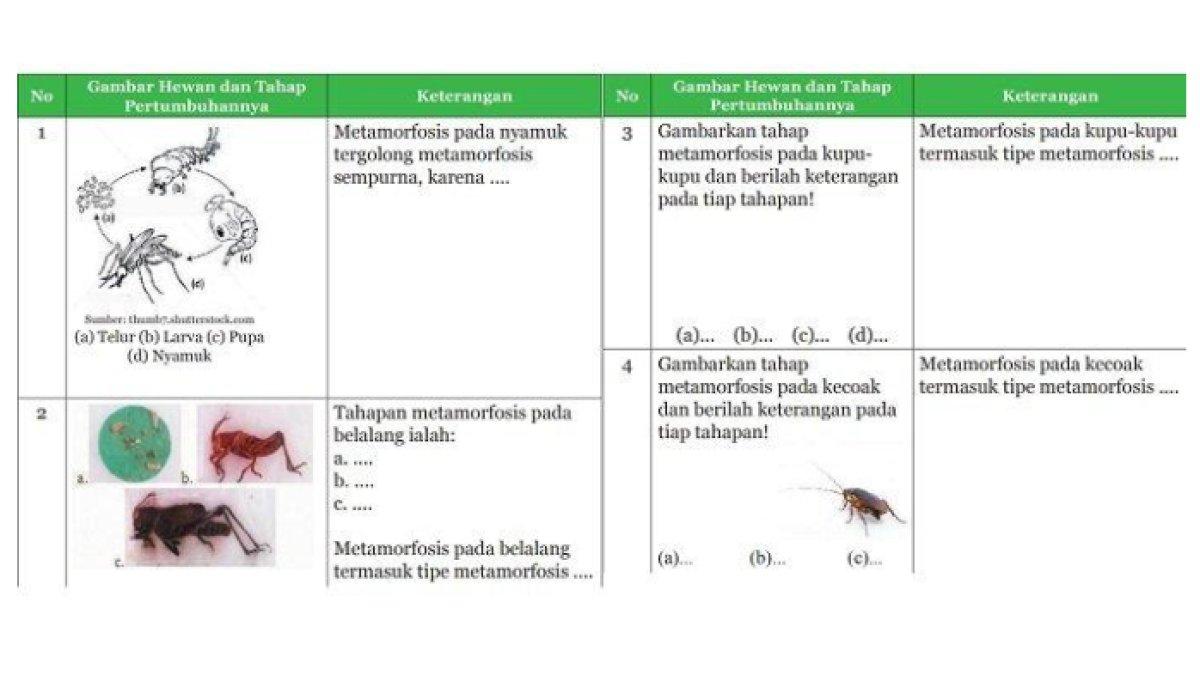 Kunci Jawaban IPA Kelas 9 SMP Halaman 103 104: Tahapan Metamorfosis pada Belalang ...