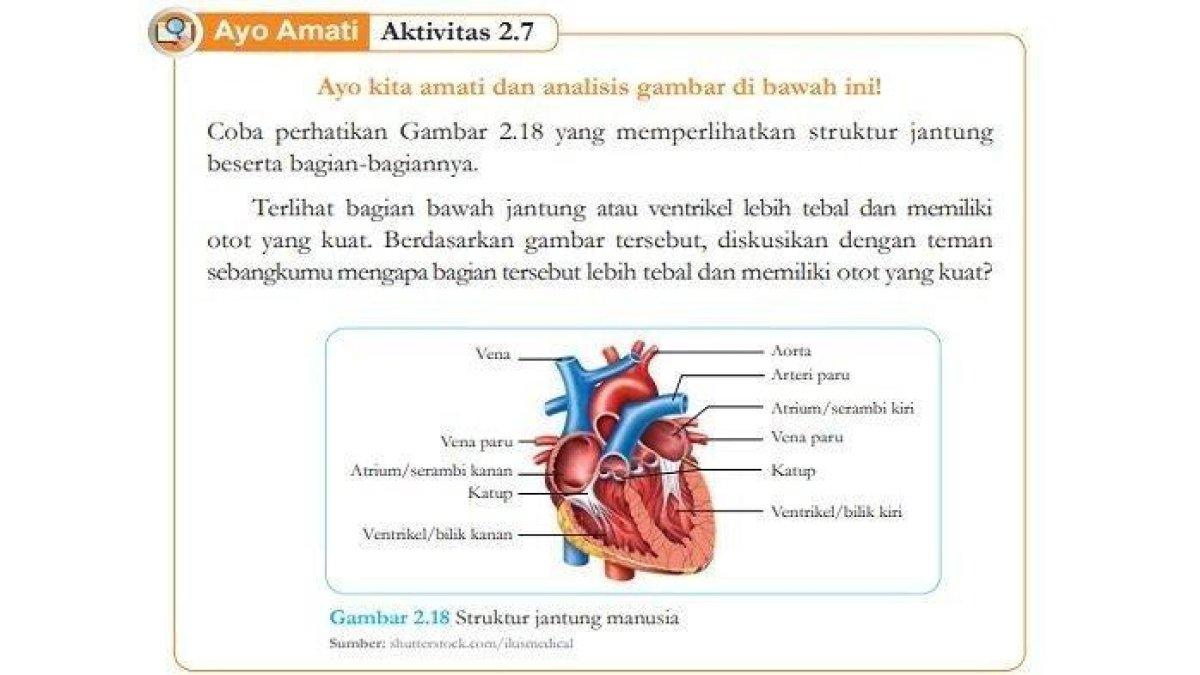 Kunci Jawaban IPA Kelas 8 SMP Halaman 56: Mengapa Ventrikel Memiliki ...