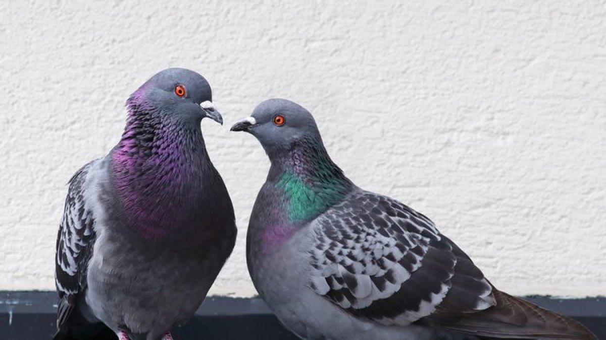 Merpati Ditahan Polisi India, Dicurigai Jadi Mata-mata China, Perkara ...