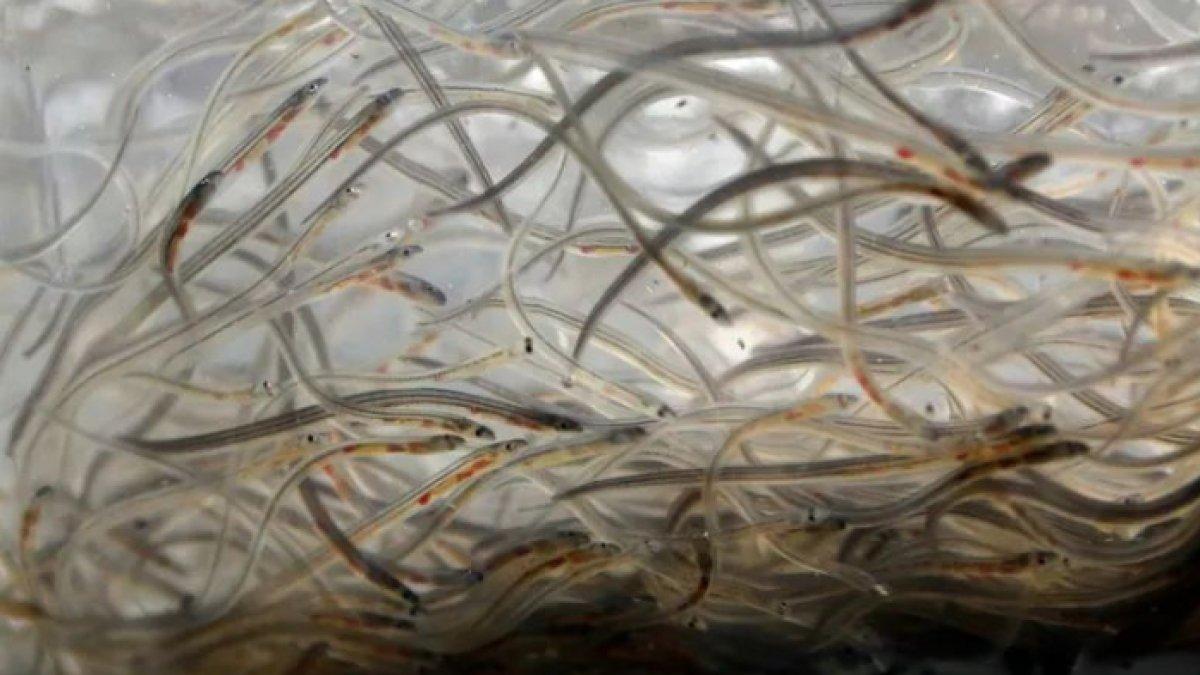 Alasan Ikan Kecil Ini Dihargai Puluhan Juta Rupiah di AS, Meskipun ...