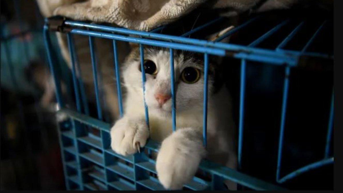 Jual Daging Kucing, Restoran Ini Sembelih 300 Ekor Anabul dalam Sebulan ...