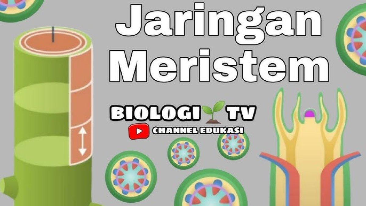 Sel apa saja yang ada pada Jaringan Floem? Kunci Jawaban Biologi Kelas ...