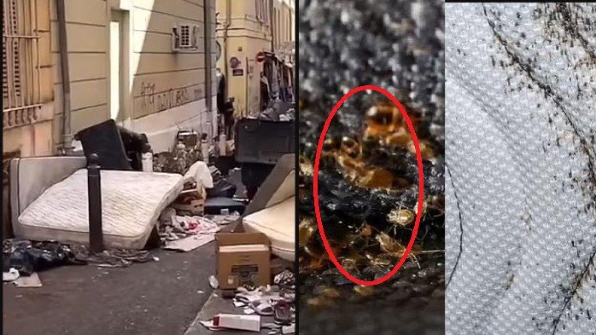 Wabah Kutu Busuk SEMAKIN GANAS di Perancis! Warga Buang Kasur Penuh ...