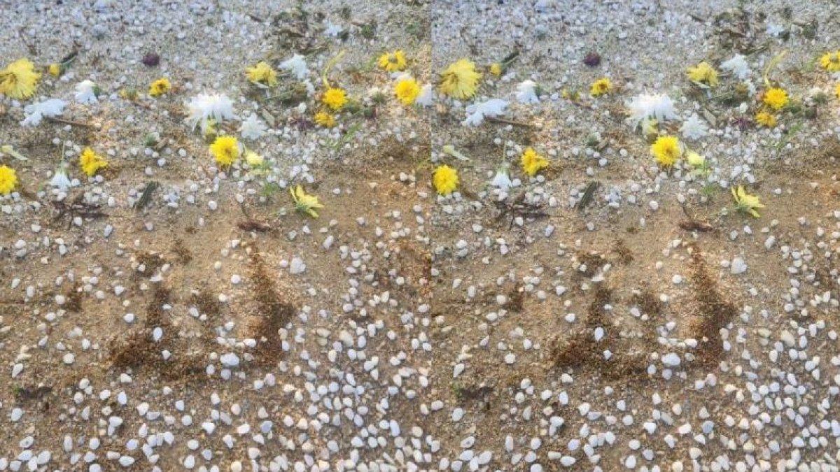Muncul Lafaz Allah di Makam Ibunya, Anak Syok Tahu Penyebabnya, Ungkap ...