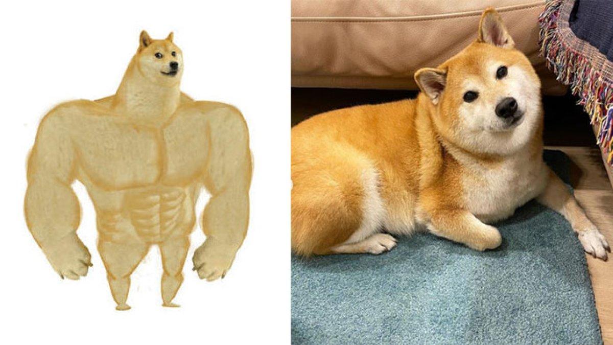 INGAT Anjing Shiba Inu Balltze yang Viral Jadi Meme? Meninggal Akibat ...