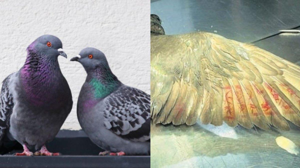Merpati Ditahan Polisi India, Dicurigai Jadi Mata-mata China, Perkara ...