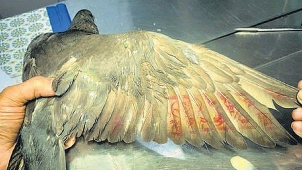 Merpati Ditahan Polisi India, Dicurigai Jadi Mata-mata China, Perkara ...