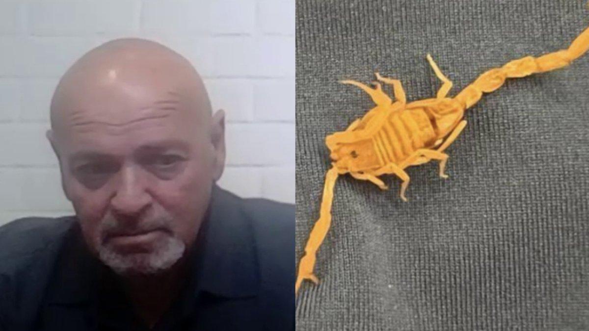 Kemaluan Pria Ini Disengat Kalajengking saat Menginap di Hotel, Bangun ...