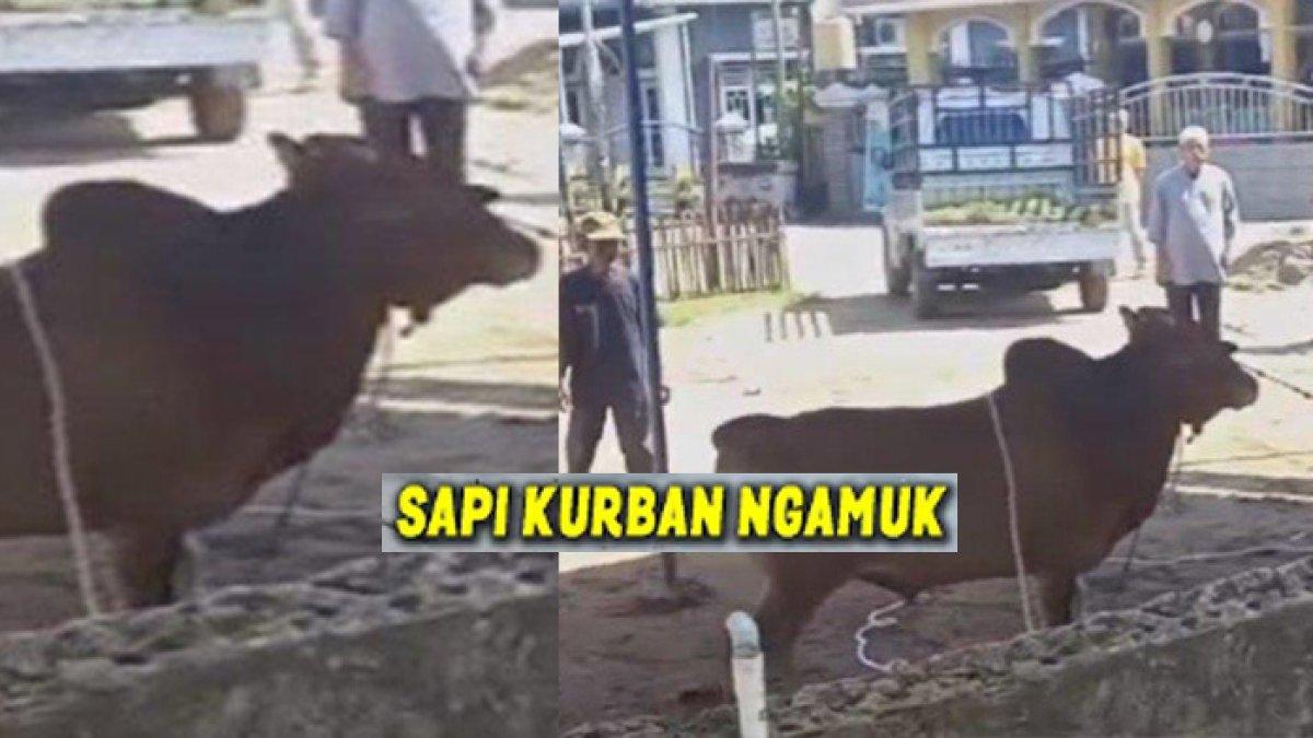 Sapi Kurban 300 Kg di Palembang Sumsel Ngamuk, Lari Masuk Rumah Warga ...