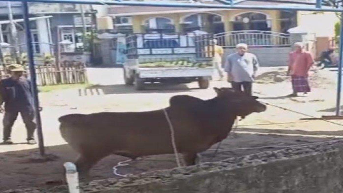 Sapi Kurban 300 Kg di Palembang Sumsel Ngamuk, Lari Masuk Rumah Warga ...