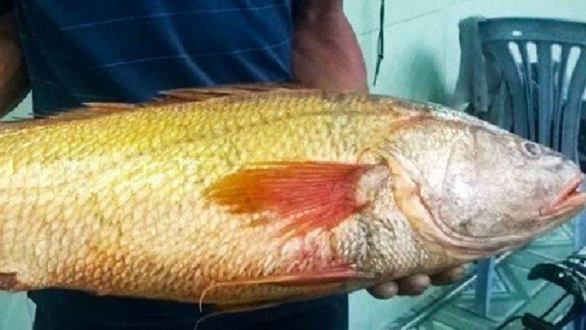 Pilih Ambil Perut Ikan yang Terbuang, Nelayan Ini Kaya Mendadak ...