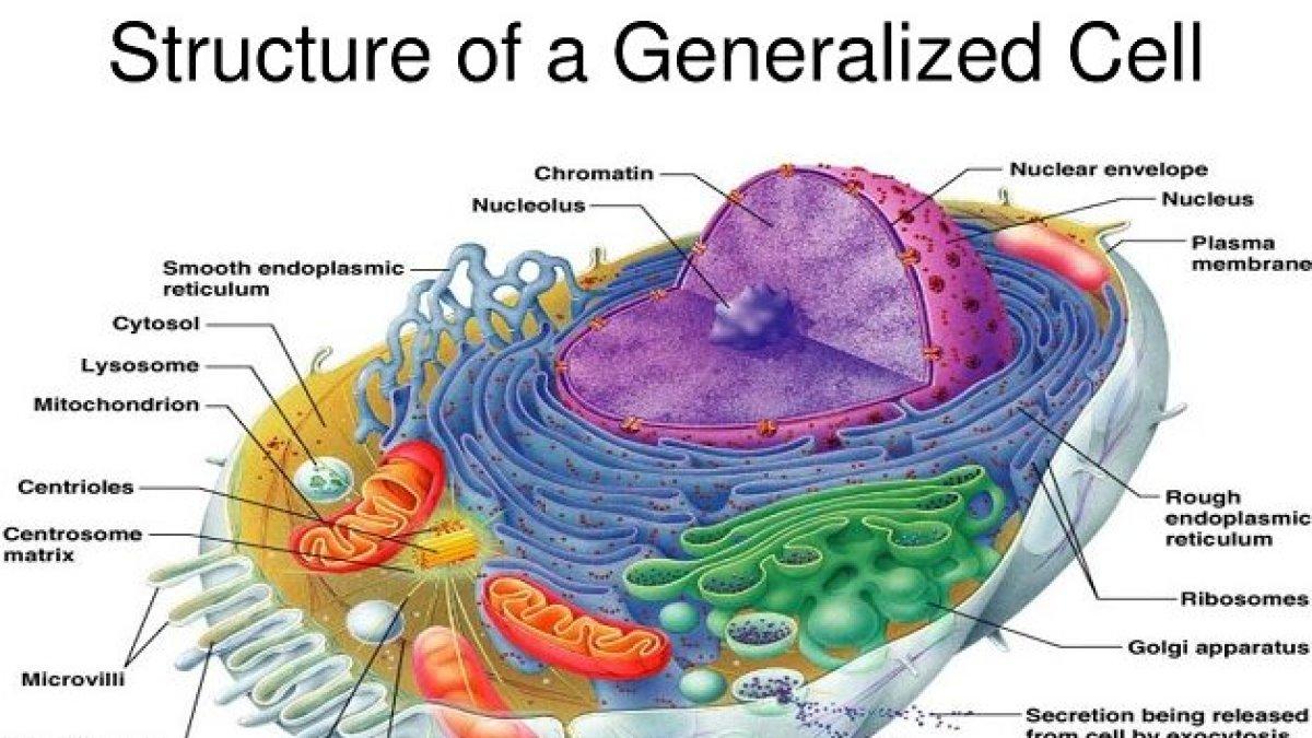 Kunci Jawaban IPA Kelas 8 SMP/ MTs halaman 15 Kurikulum Merdeka ...