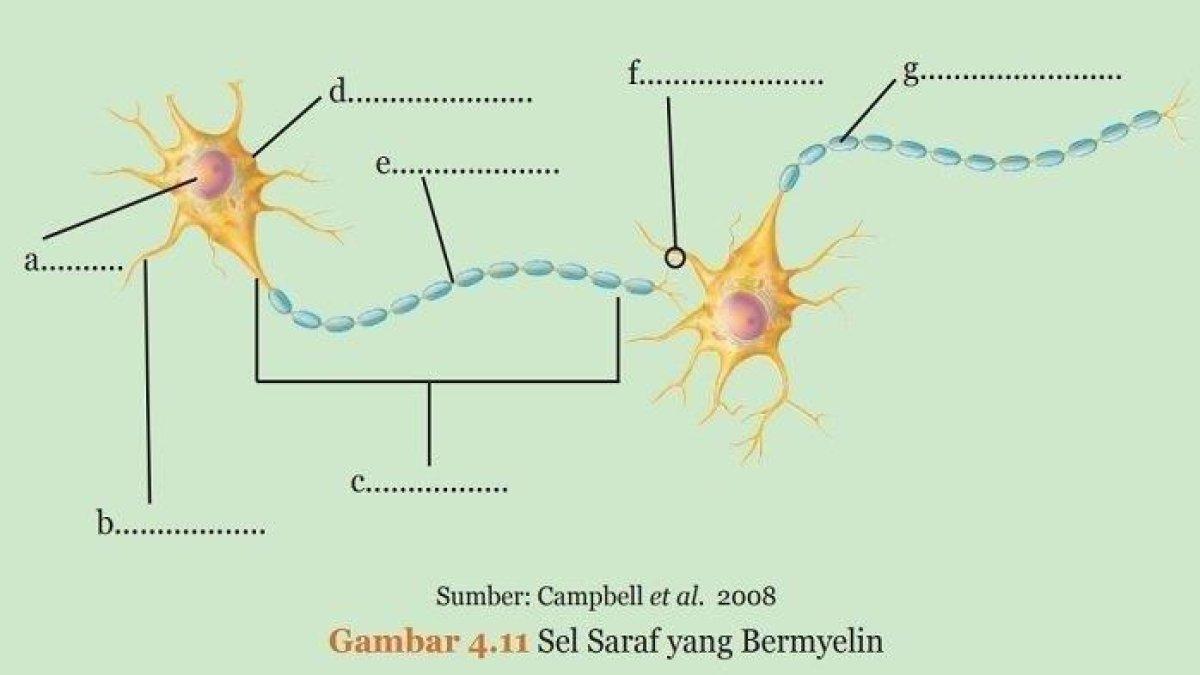 Kunci Jawaban IPA Kelas 9 Halaman 182 Kurikulum Merdeka: Apa Ciri-ciri ...