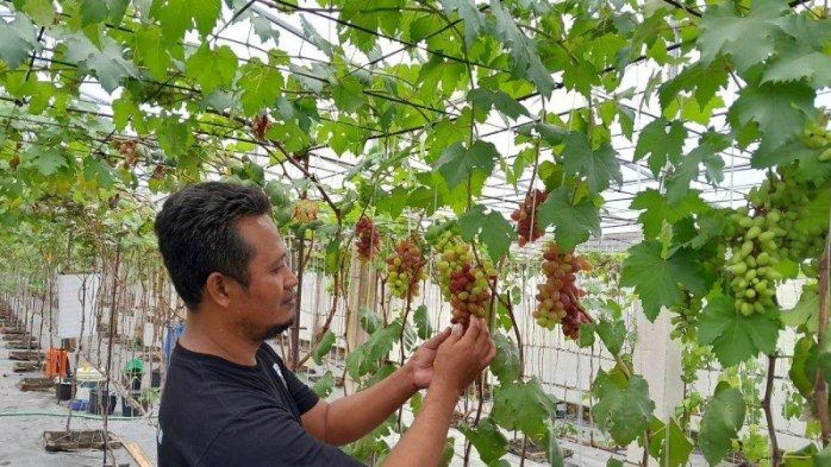 Wisata Petik Anggur di Klaten, Dulunya Kandang Ayam Mangkrak Dijadikan ...