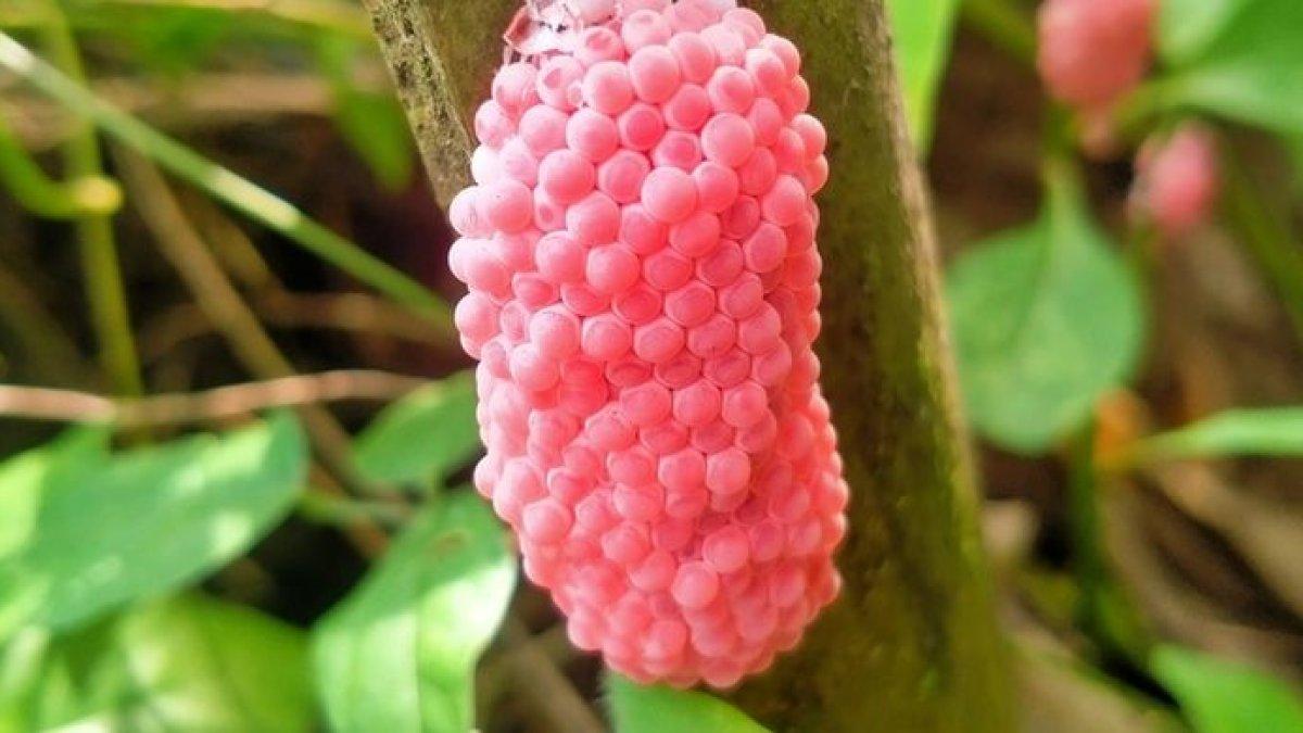 Alasan Jika Ketemu Kumpulan Telur Siput Warna Pink atau Merah Muda ...