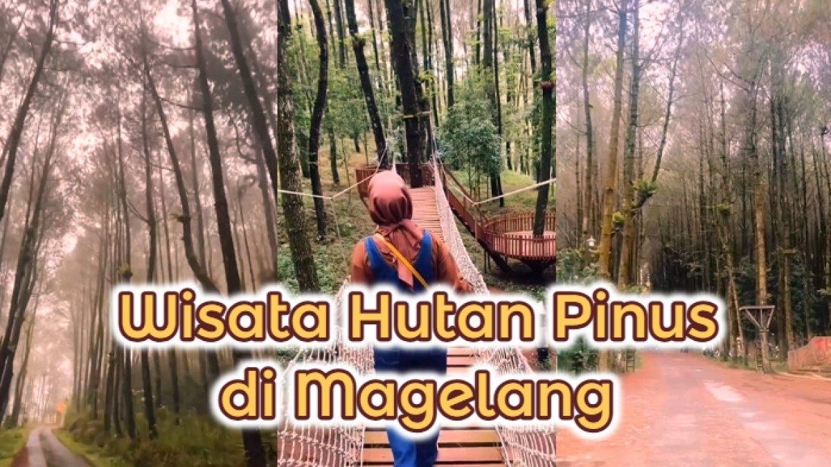 Magelang Jawa Tengah Punya Wisata Hutan Pinus yang Cocok Buat Foto-foto ...