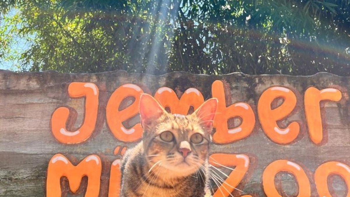 Hanya 8 Km dari Alun-alun Jember, Ada Jember Mini Zoo dengan Atraksi ...