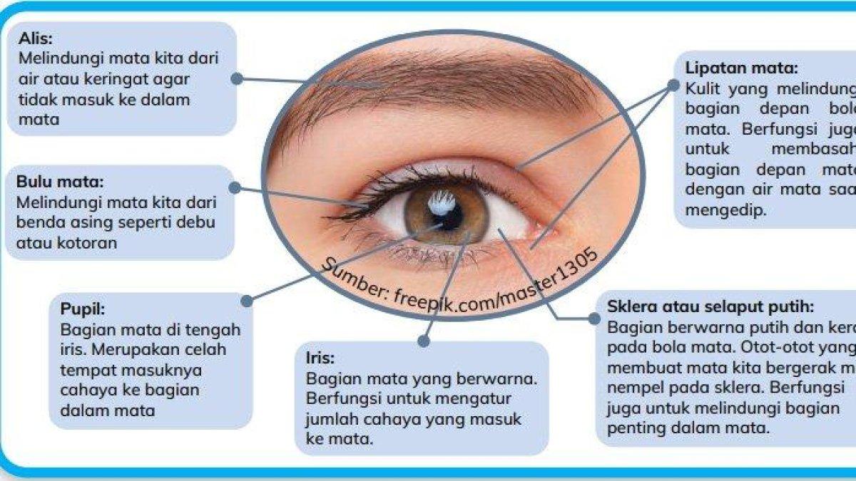 Kunci Jawaban IPAS Kelas 5 SD Bab 1 Halaman 16: Bagaimana jika Mata ...